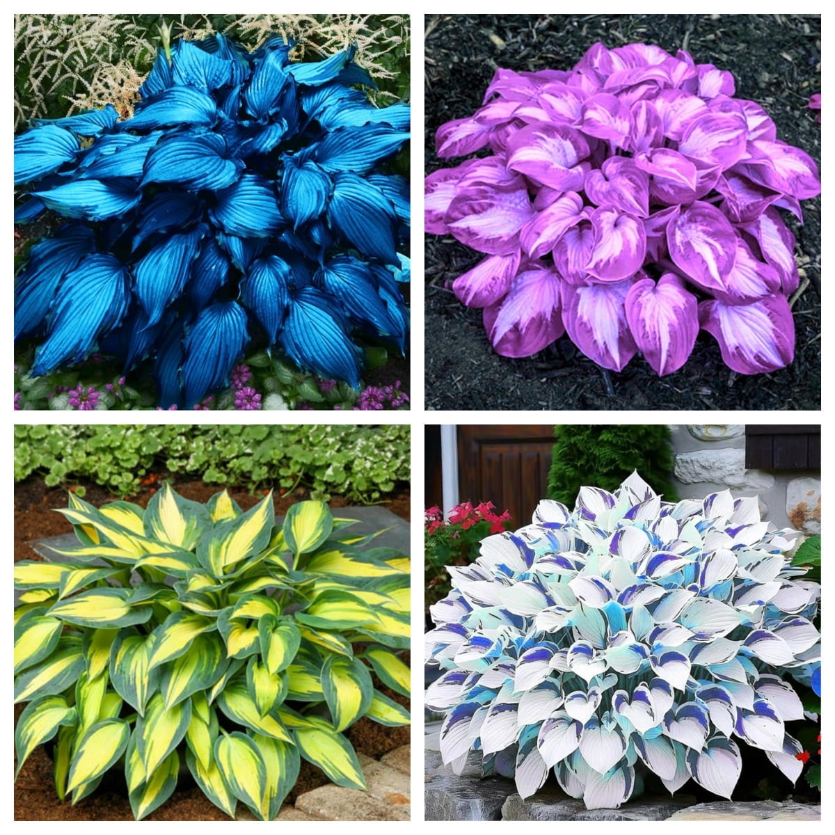 Hosta is a perennial ornamental plant with large leaves, professional ...