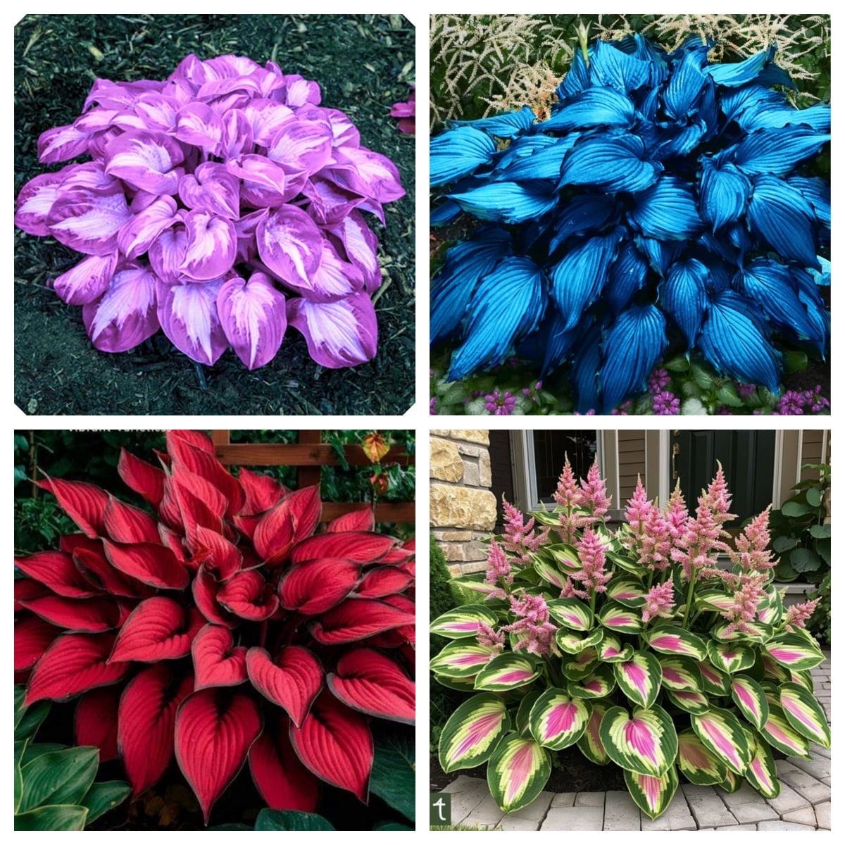 Hosta is a perennial ornamental plant with large leaves, professional ...
