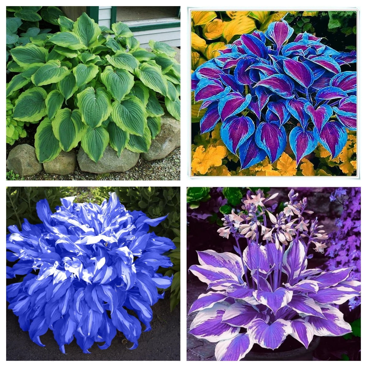 Hosta is a perennial ornamental plant with large leaves, professional ...