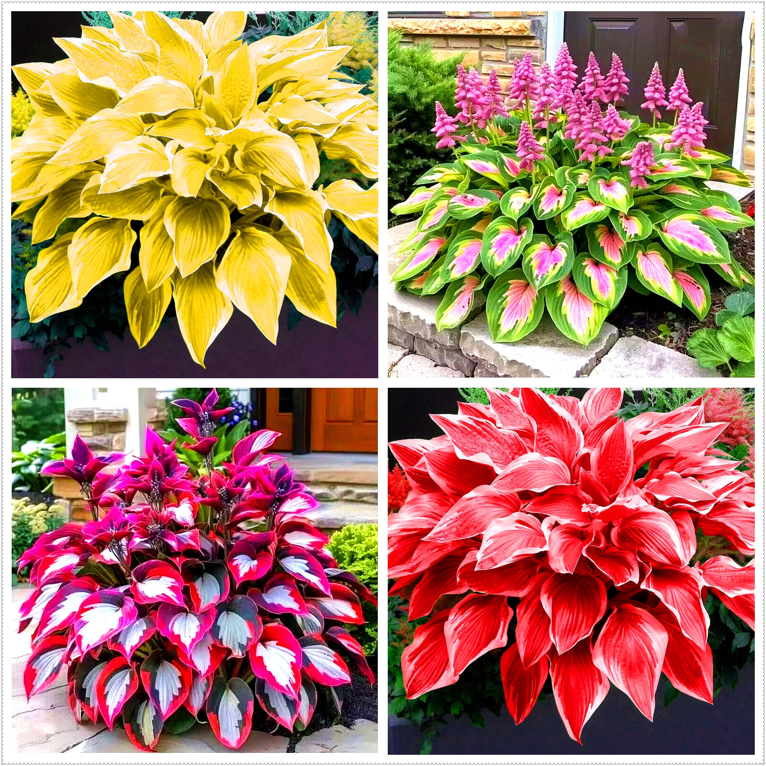 Hosta is the best choice for courtyard scenery, beautifying every ...