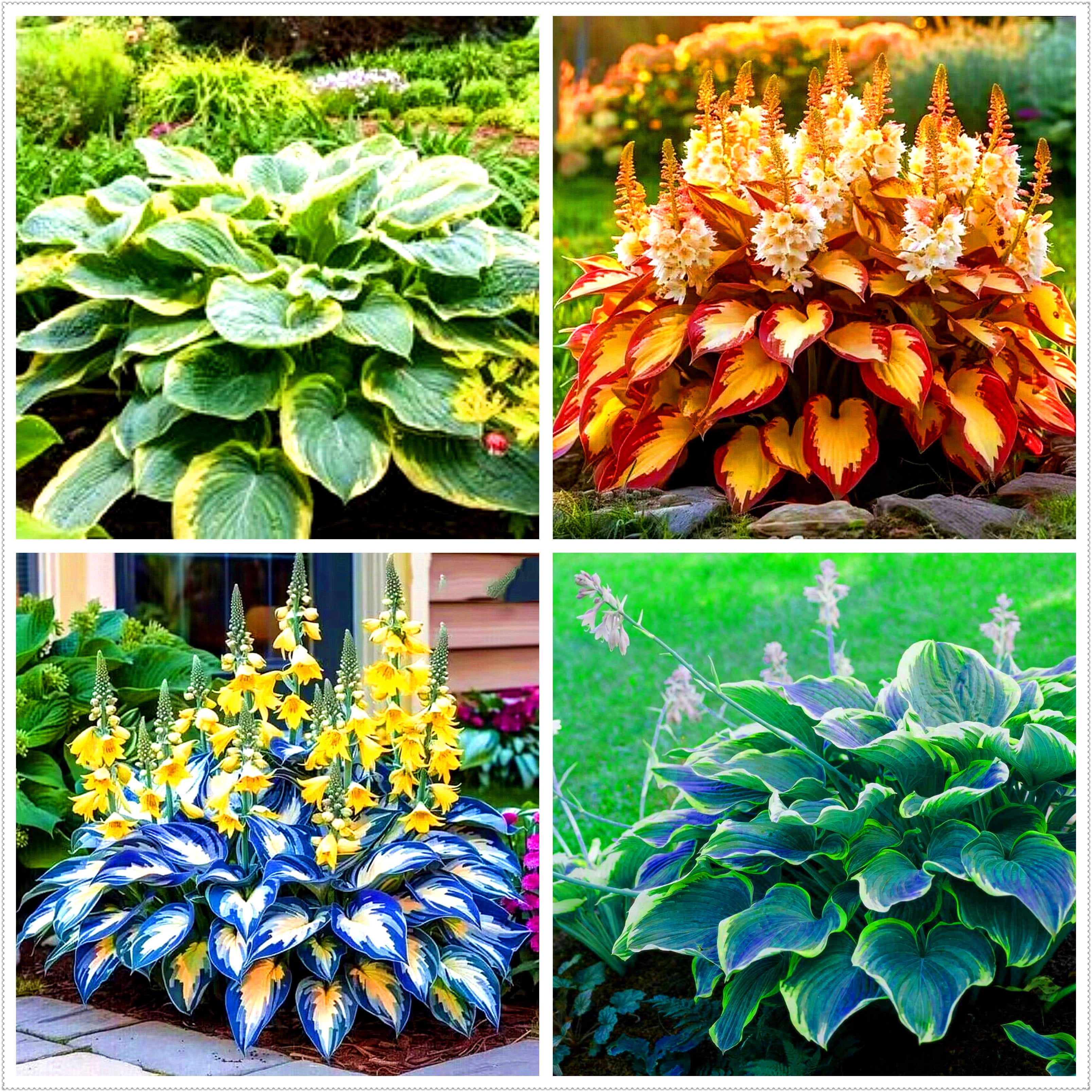 Hosta is the best choice for courtyard scenery, beautifying every ...