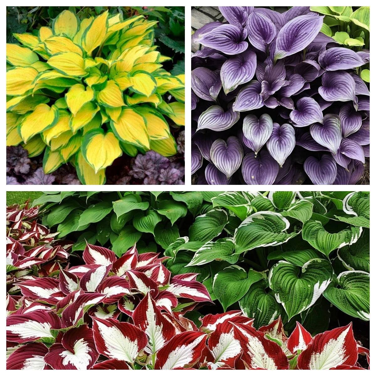 Hosta, large-leaf hardy perennial plant, hardy hosta plant, garden ...