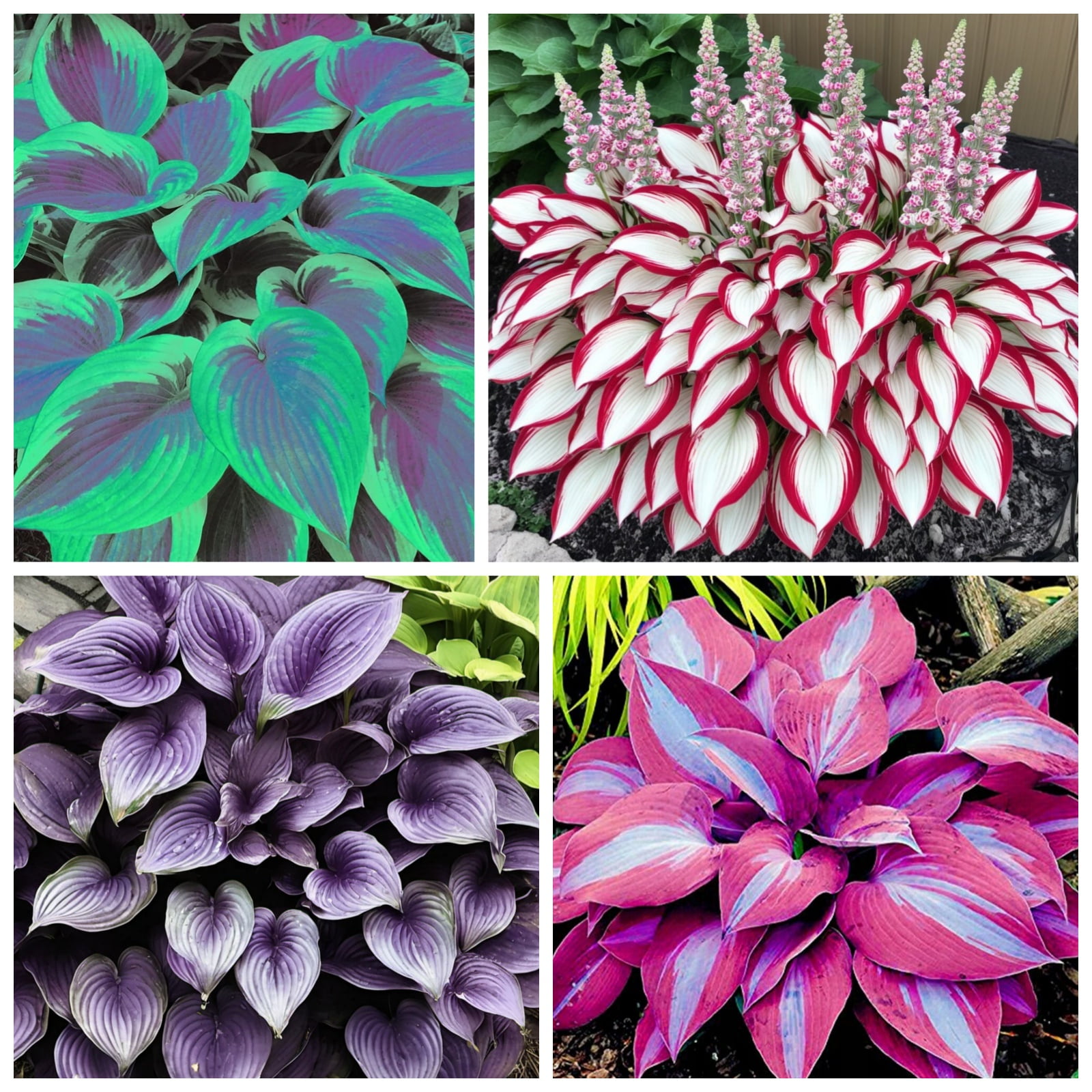 Hosta, large-leaf hardy perennial plant, hardy hosta plant, garden ...