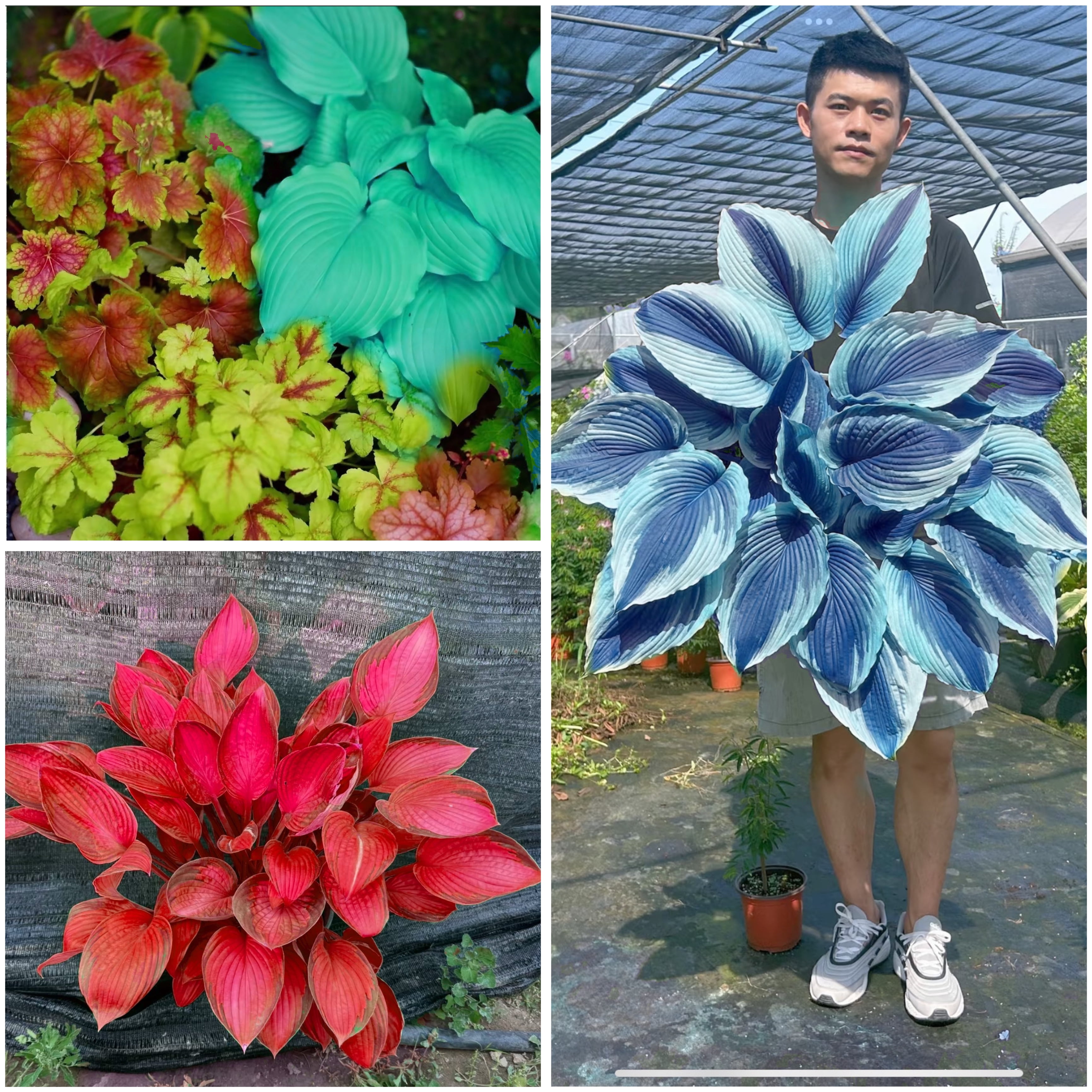 Hosta，,lovely,Home Garden Decoration Bright for Planting - Walmart.com