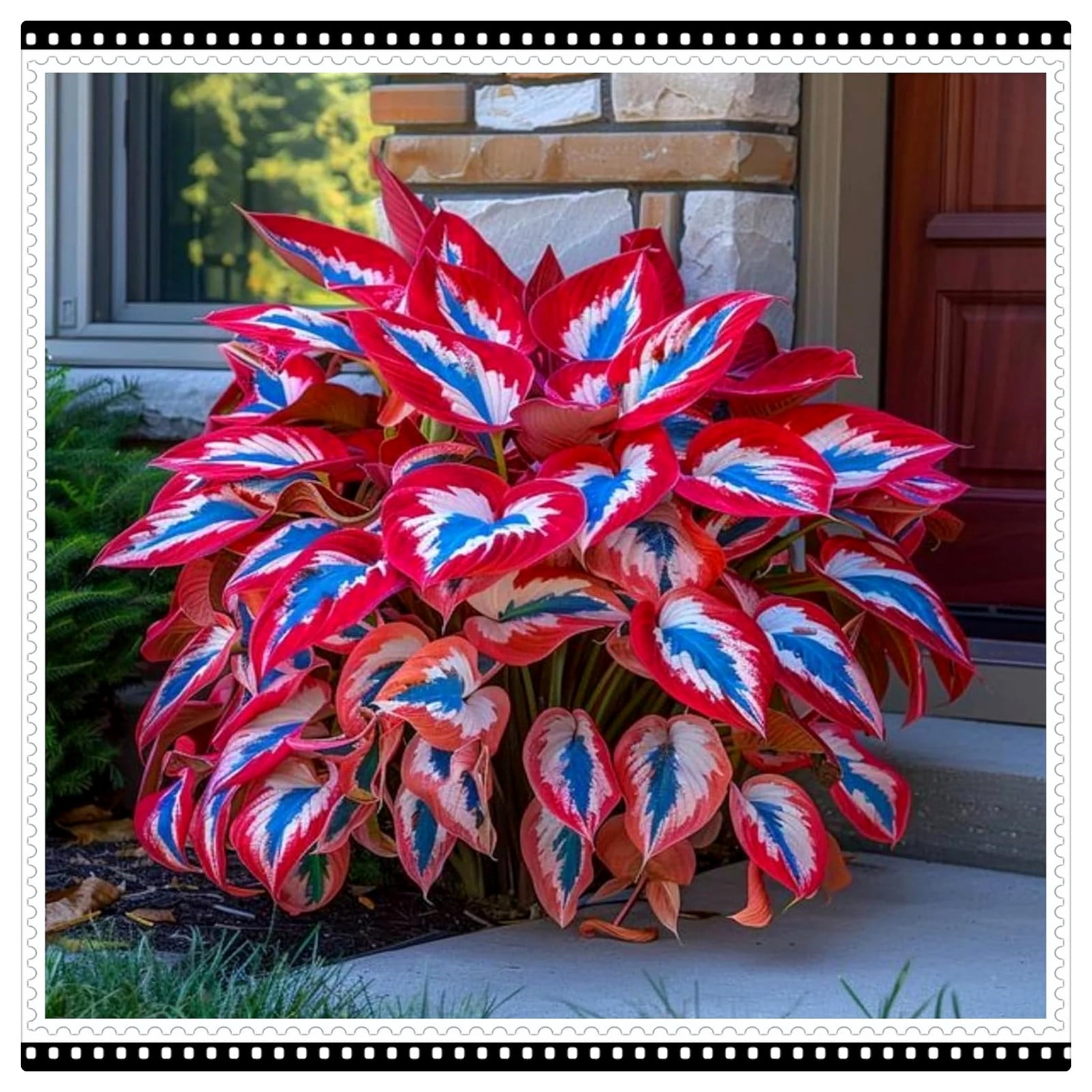 Hosta plants Planting Ornamental Garden Corner Perennial Hard-Resistant ...