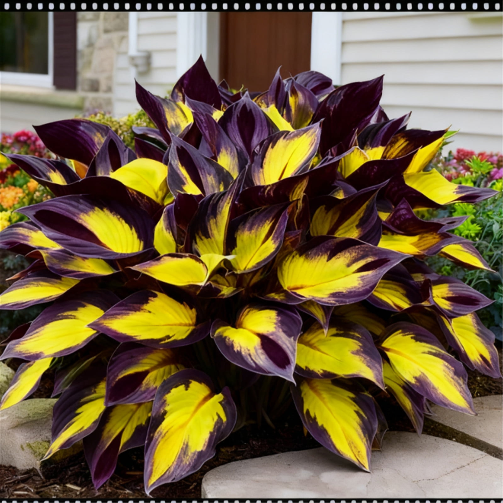 Hosta plants Planting Ornamental Garden Corner Perennial Hard-Resistant ...