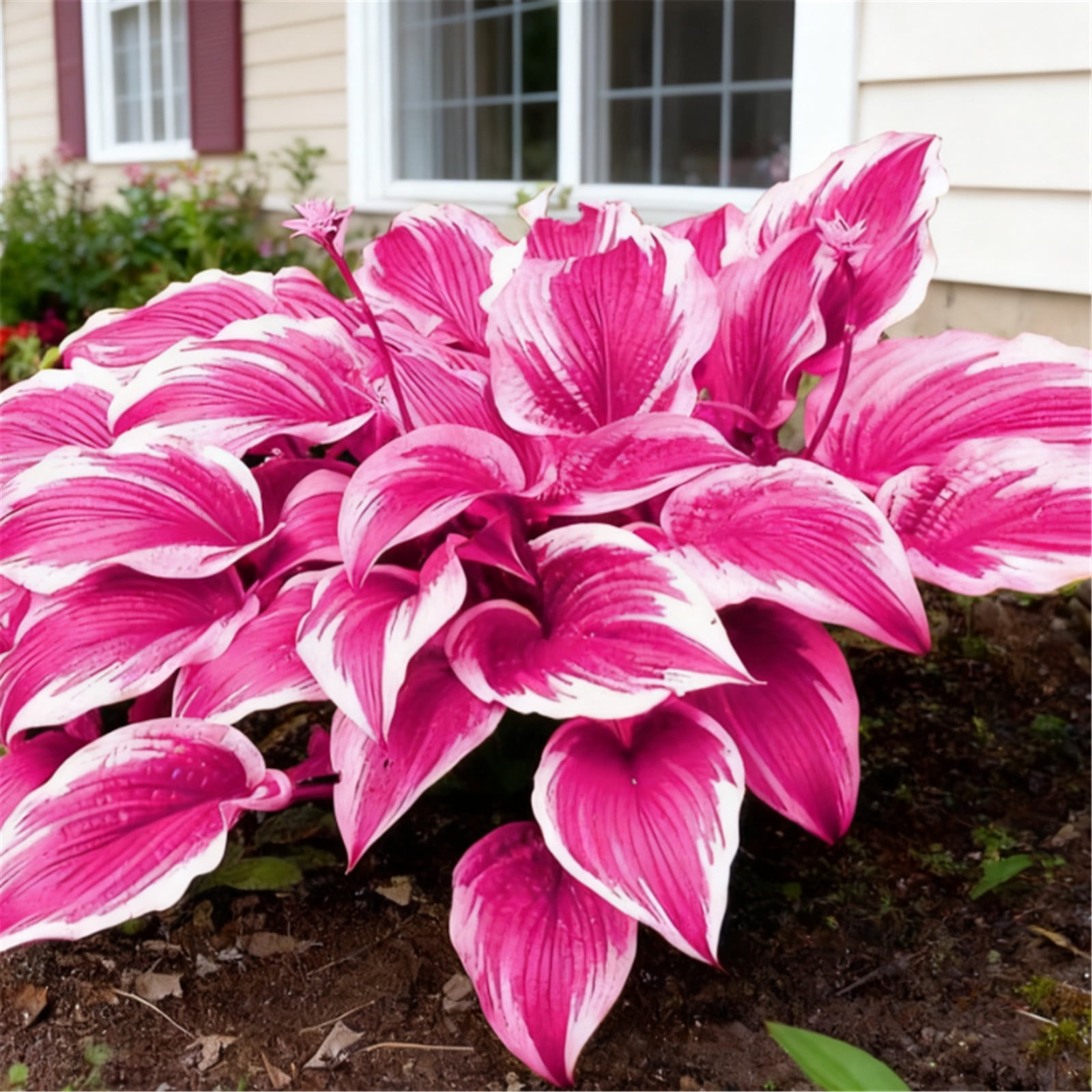 Hosta plants Planting Ornamental Garden Corner Perennial Hard-Resistant ...