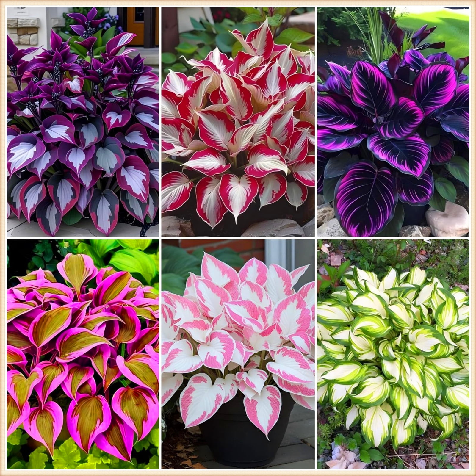 Hosta plants Planting Ornamental Garden Perennial Hard-Resistant ...