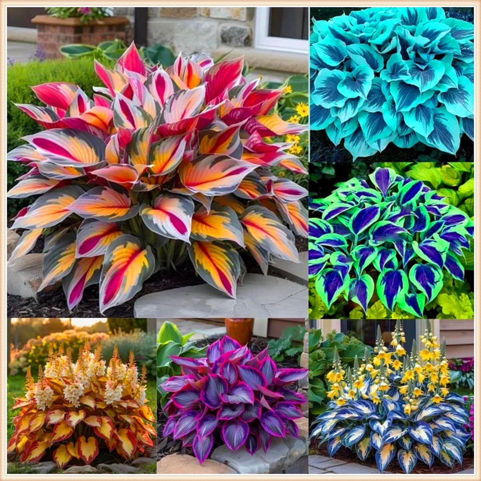 Hosta plants Planting Ornamental Garden Perennial Hard-Resistant ...