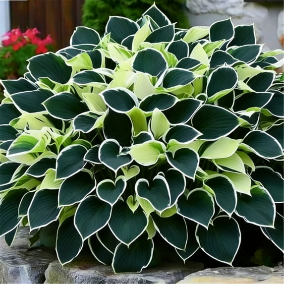 Hosta plants Planting Ornamental Garden Perennial Hard-Resistant ...