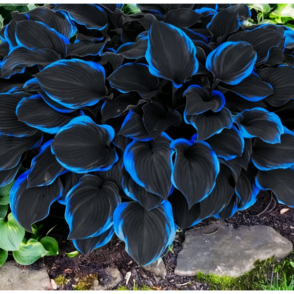 Hosta plants Planting Ornamental Garden Perennial Hard-Resistant ...