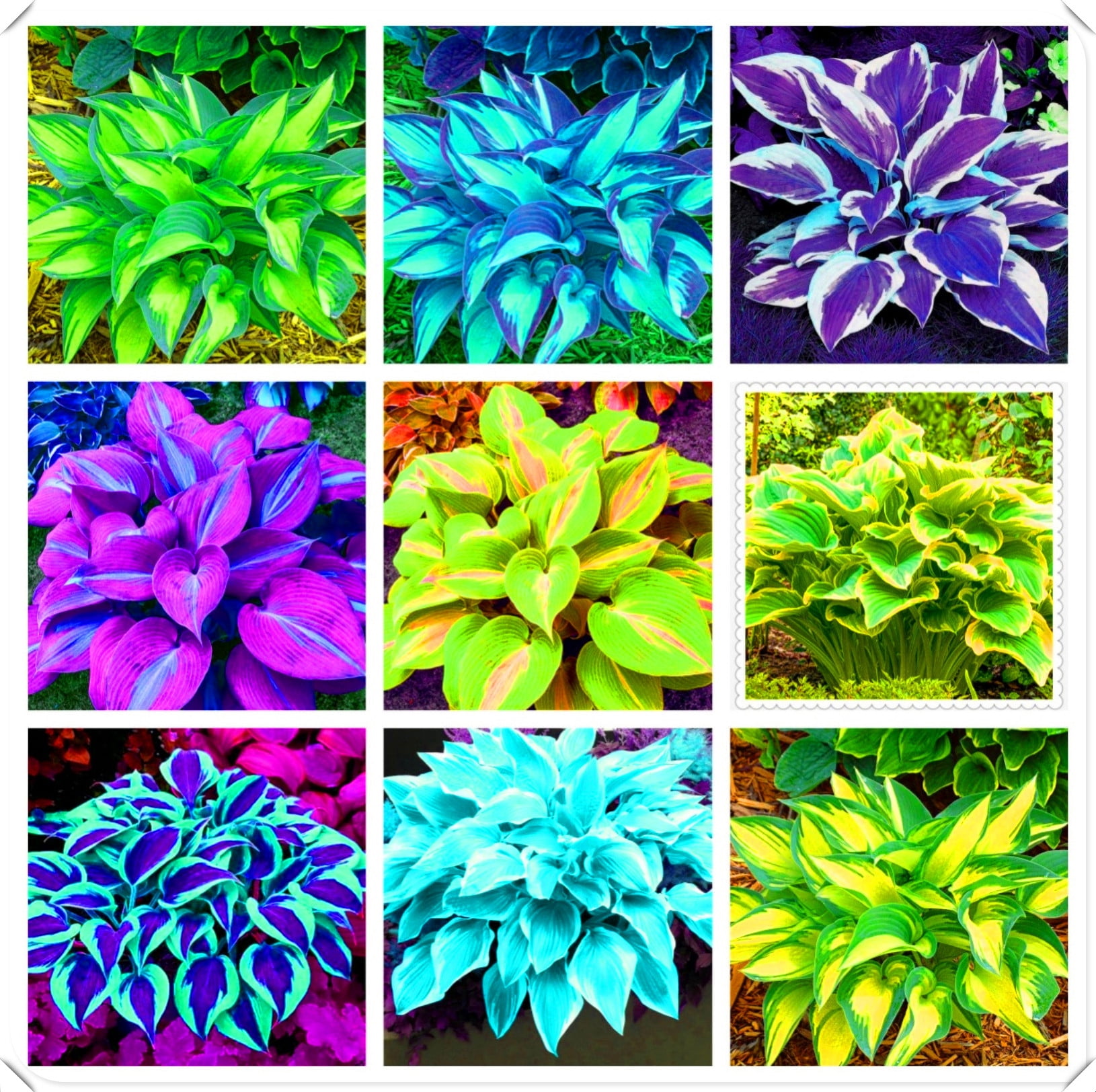 Hosta, recommended for landscape greening, suitable for both sides of ...