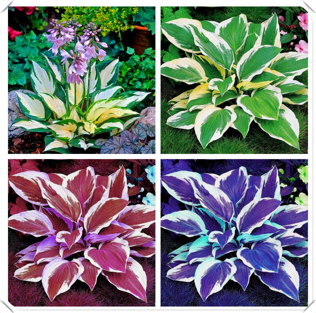 Hosta, recommended for landscape greening, suitable for both sides of ...
