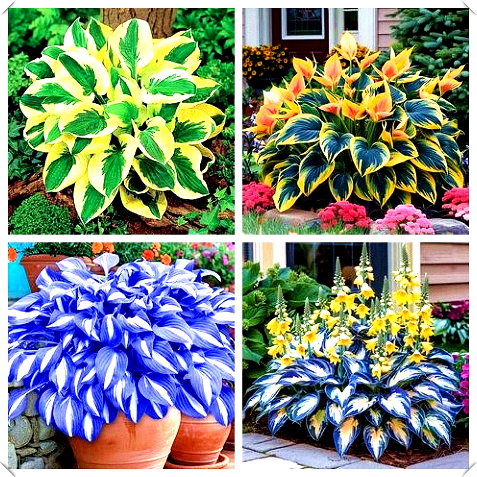 Hosta, suitable for ground covering to create natural greenery ...