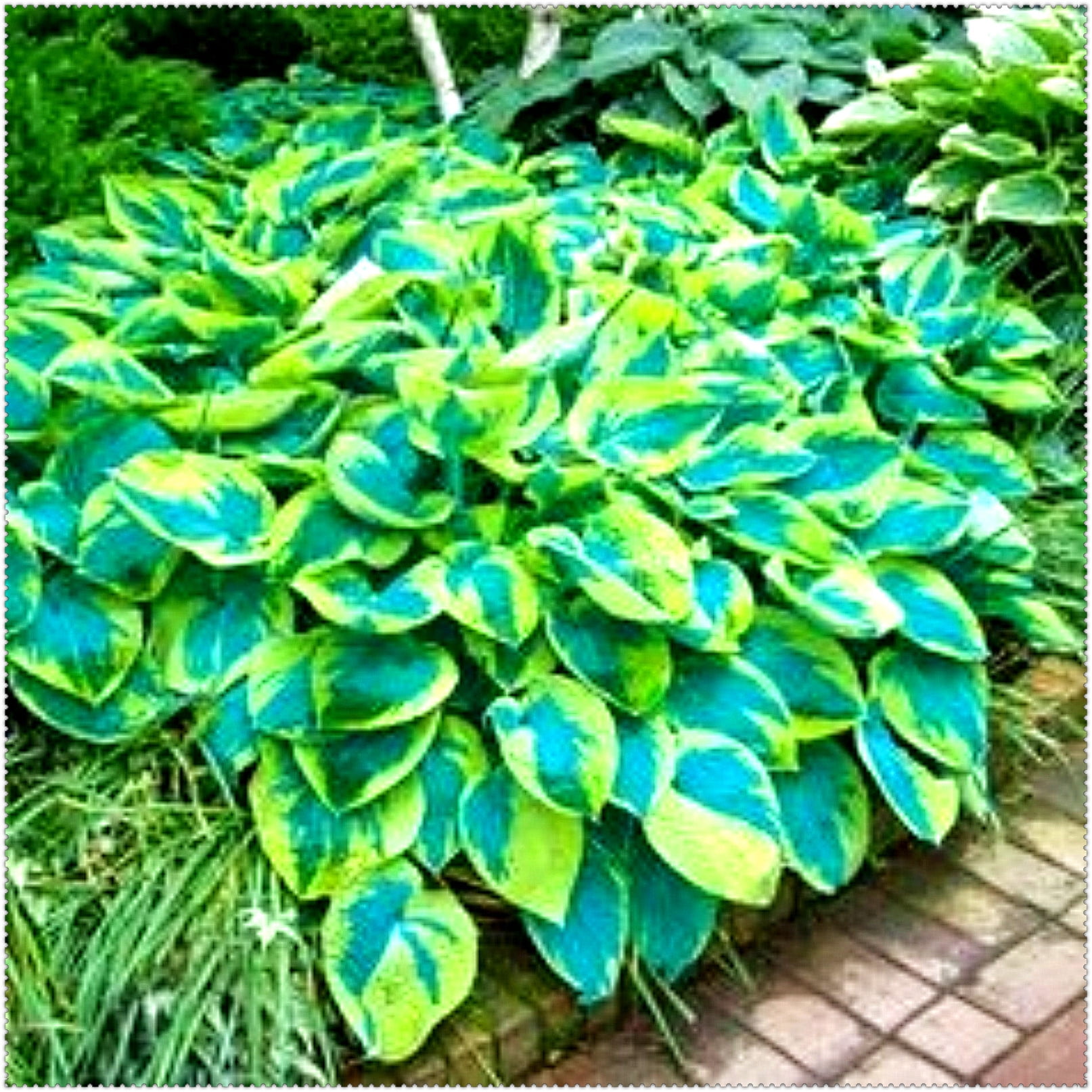 Hosta, with elegant and stretched green leaves, suitable for front yard ...