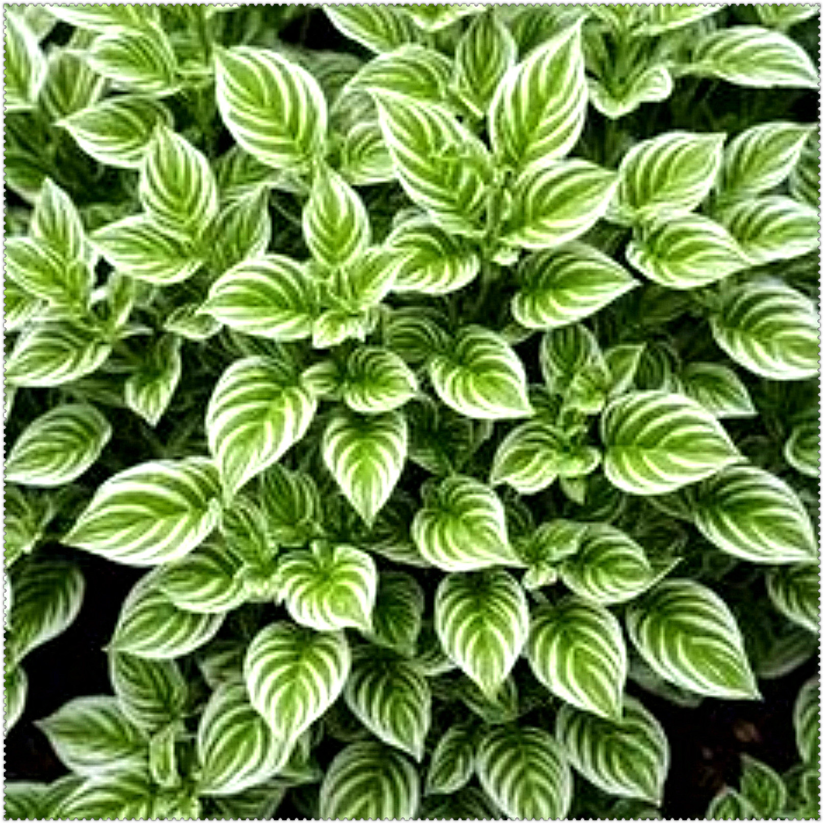 Hosta, with stone slabs or courtyard boundaries, is both beautiful and ...