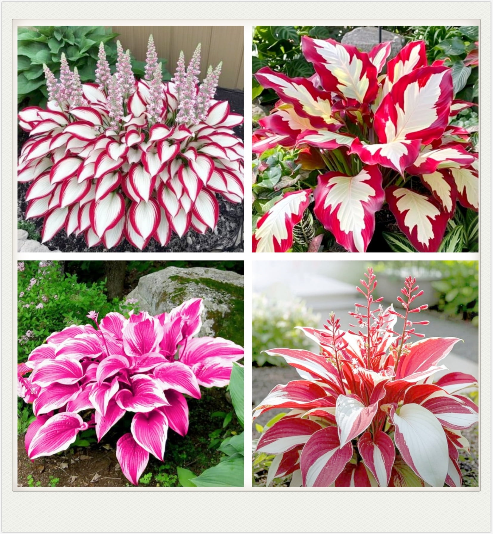 Hostas&Balcony decoration - Walmart.com
