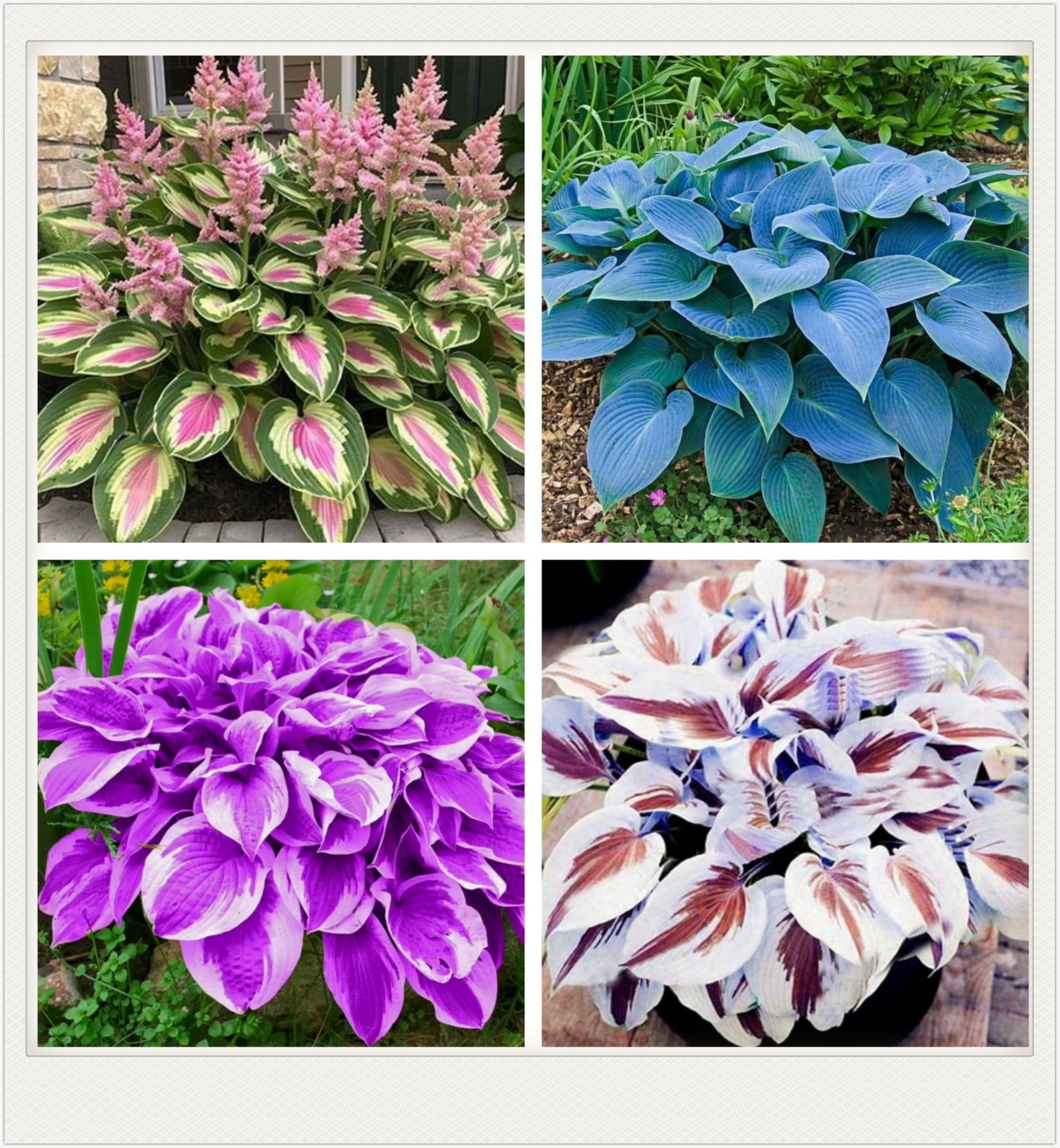 Hostas&Balcony decoration - Walmart.com