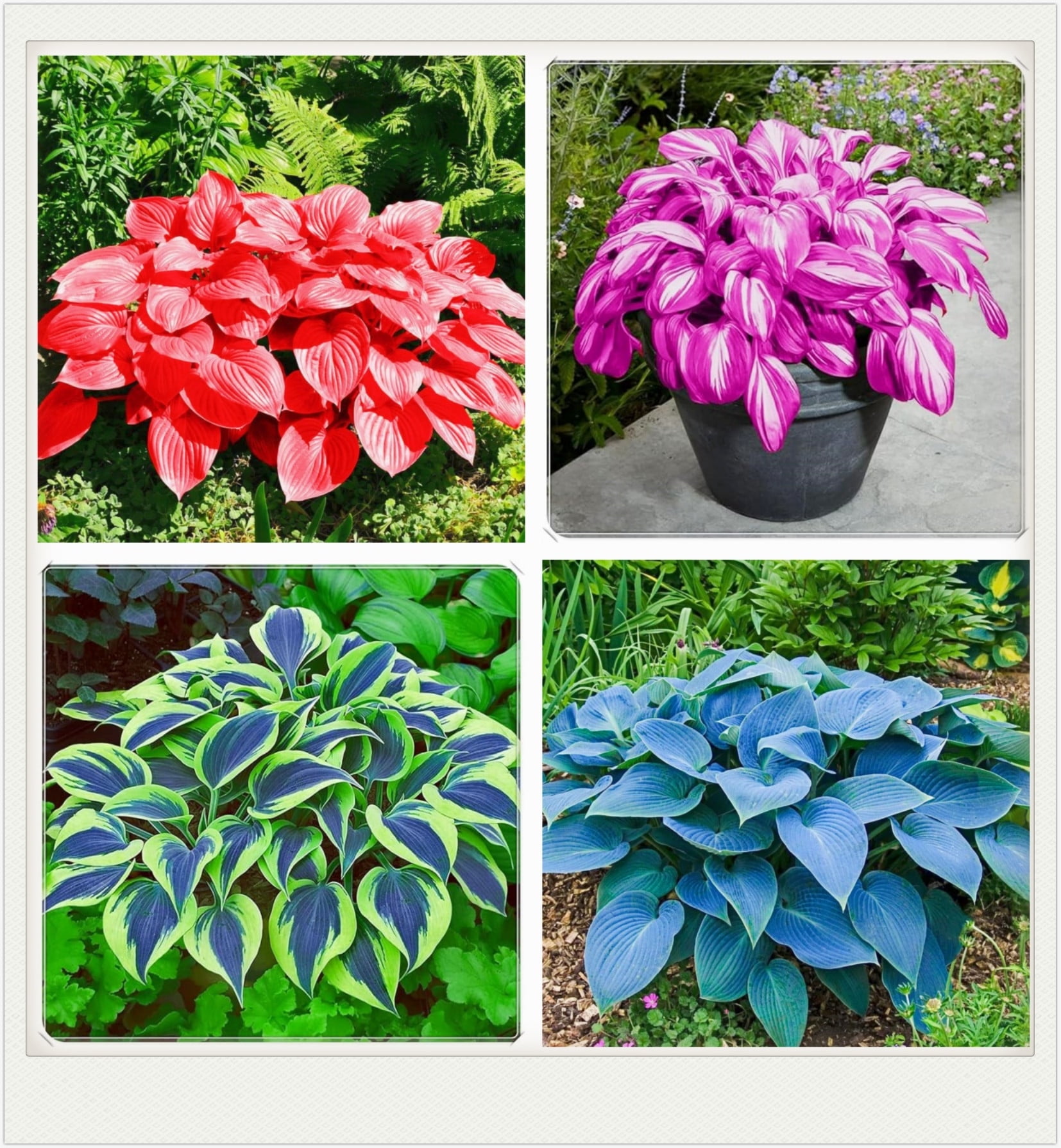 Hostas&Balcony decoration - Walmart.com