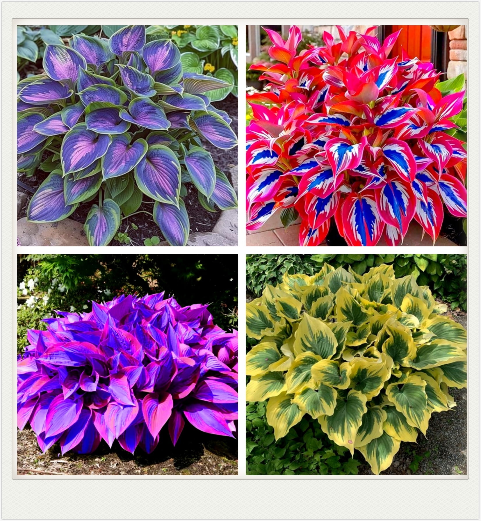 Hostas&Balcony decoration - Walmart.com
