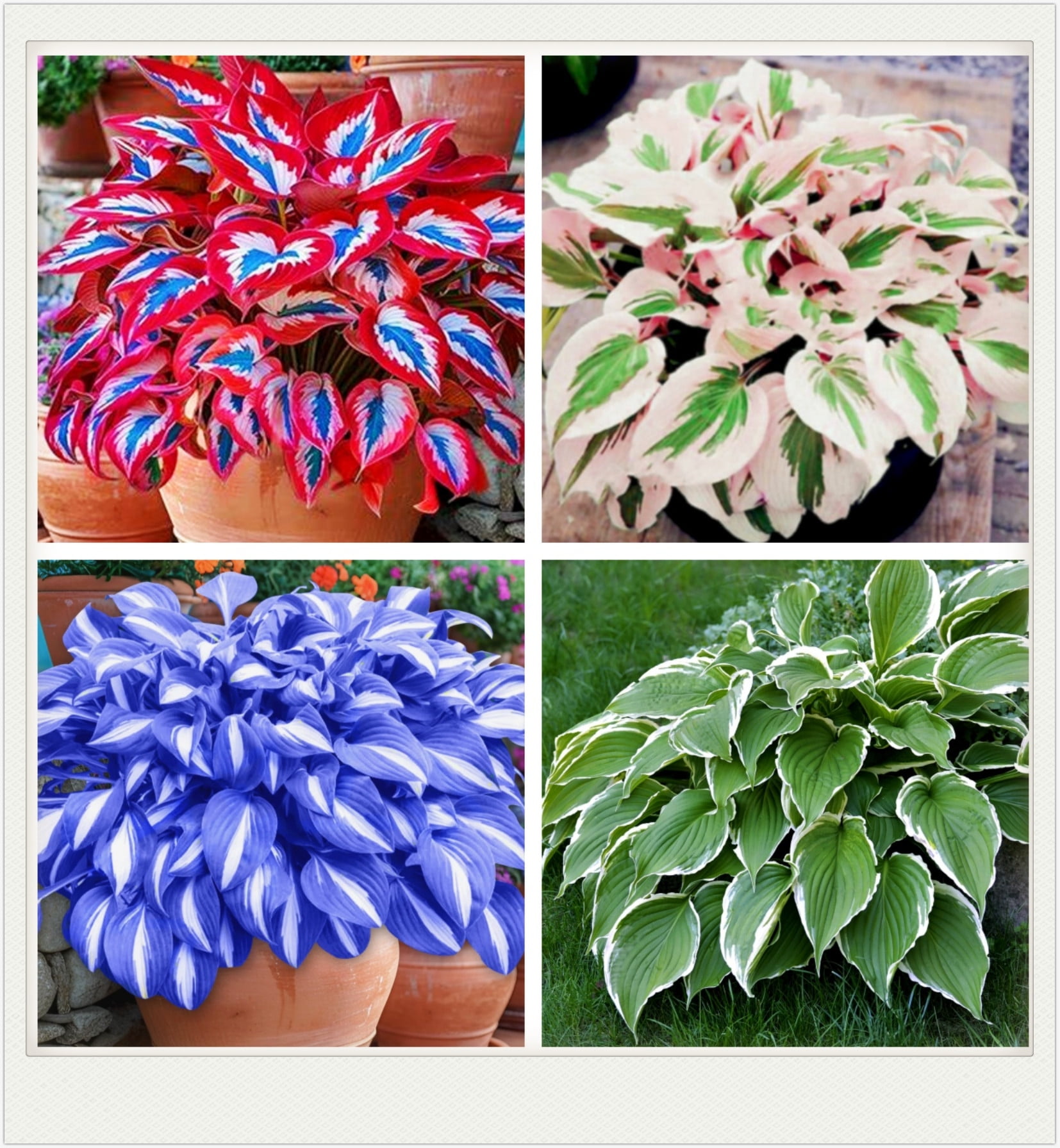 Hostas&Balcony decoration - Walmart.com