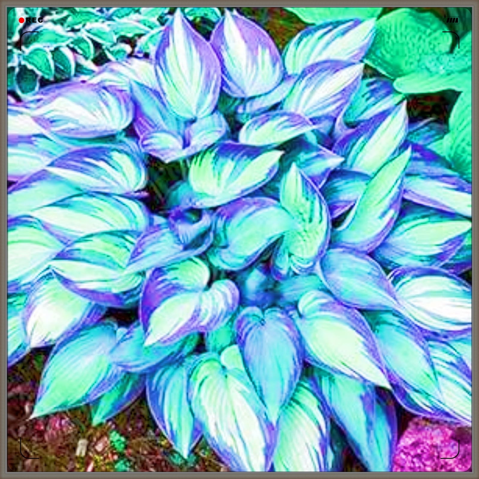 Hostas-Bulbs For Planting Garden Elegance Decoration- Premium Garden ...