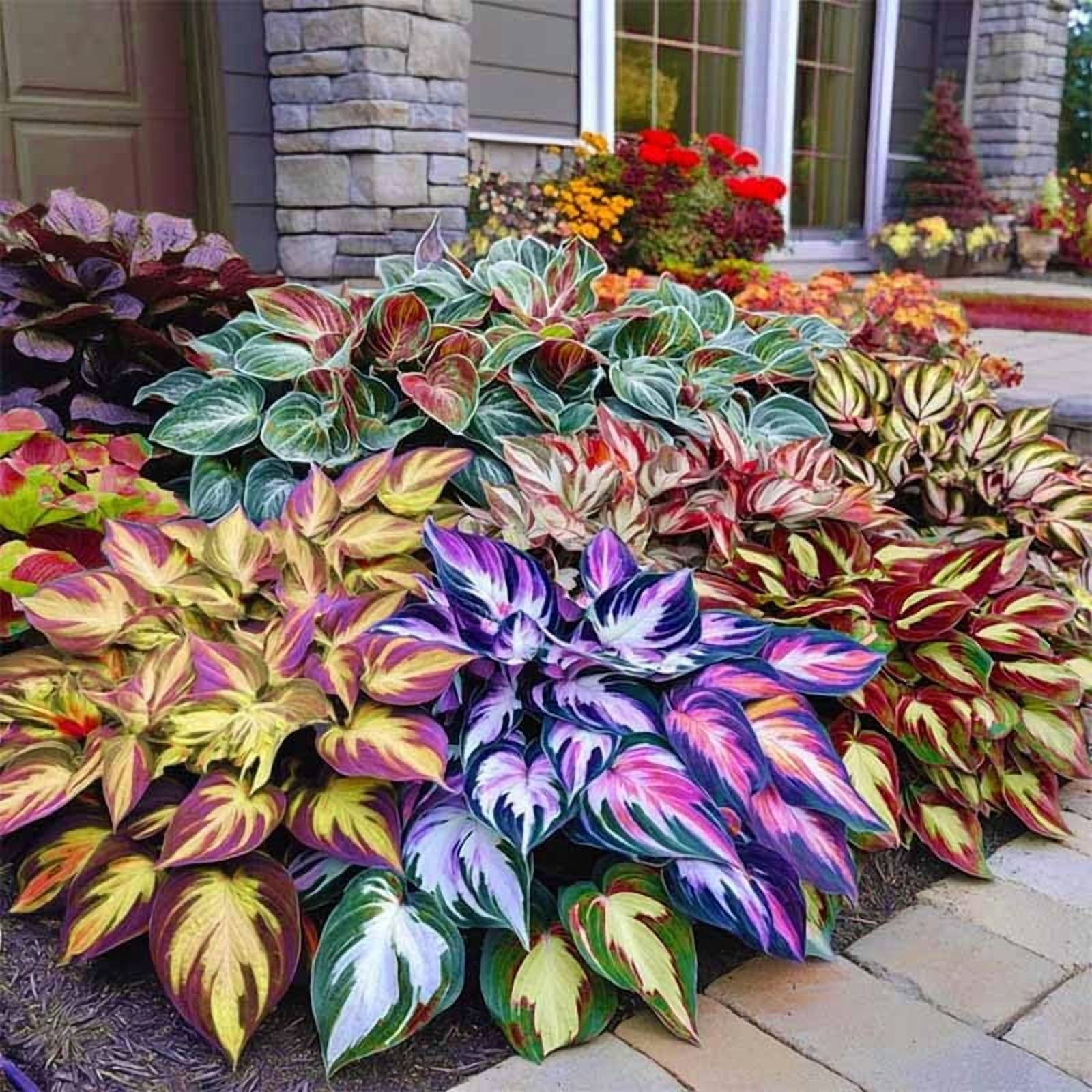 Hostas Bulbs Hosta Planting Bulbs Ornamental Hard-Hosta Plants-Simple ...