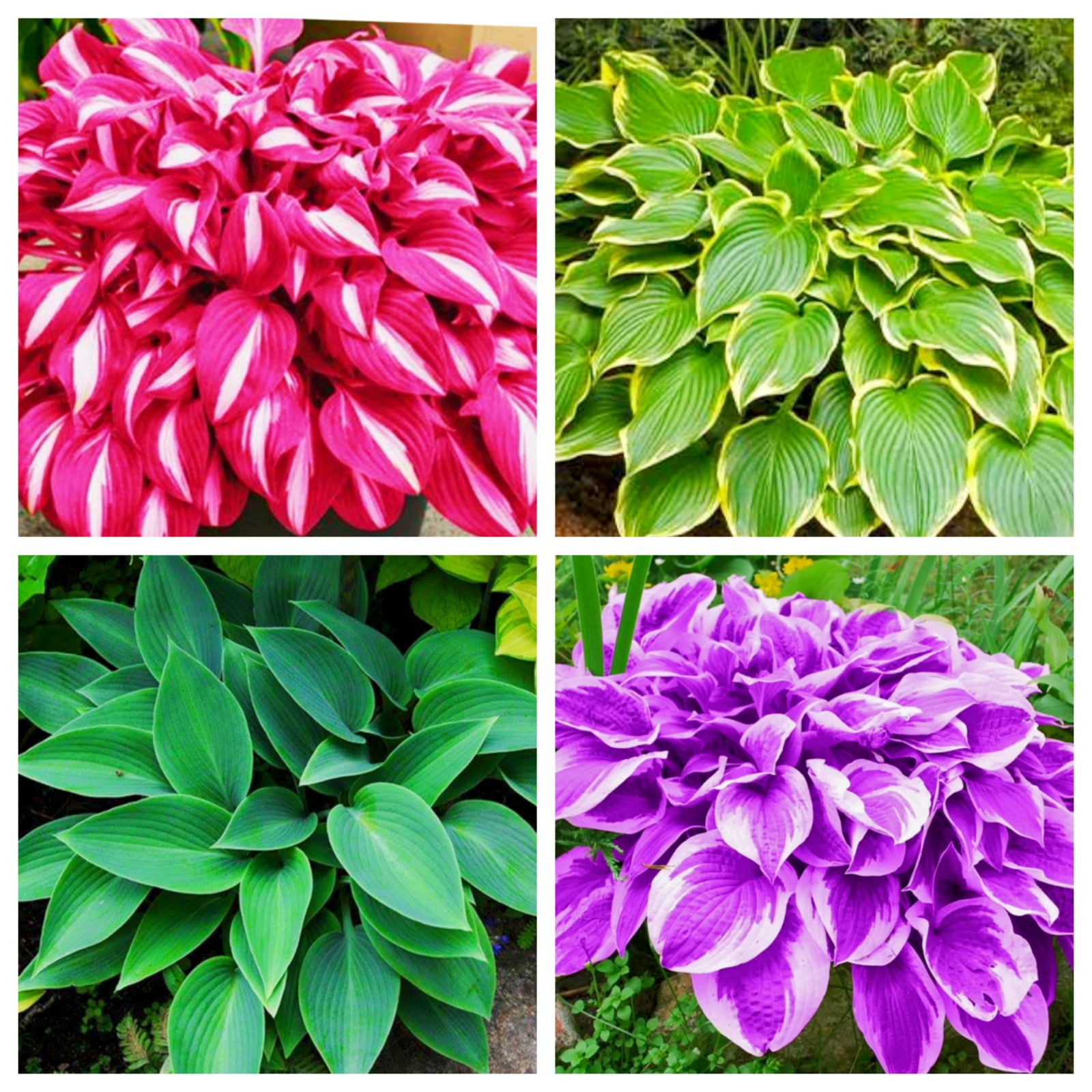 Hostas Bulbs-Plants For Planting-Premium Garden Stakes Perfect for ...