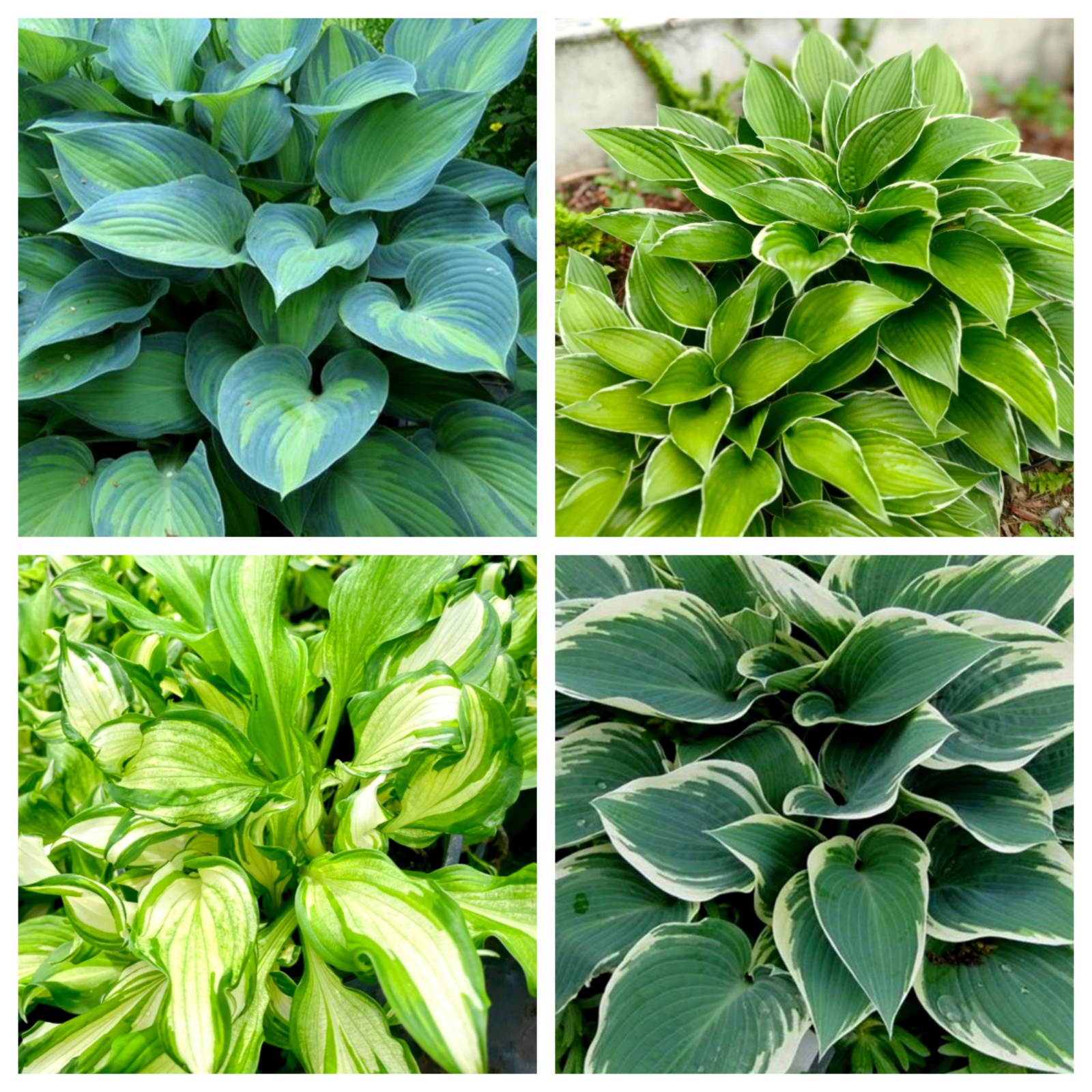 Hostas-Courtyard decoration - Walmart.com
