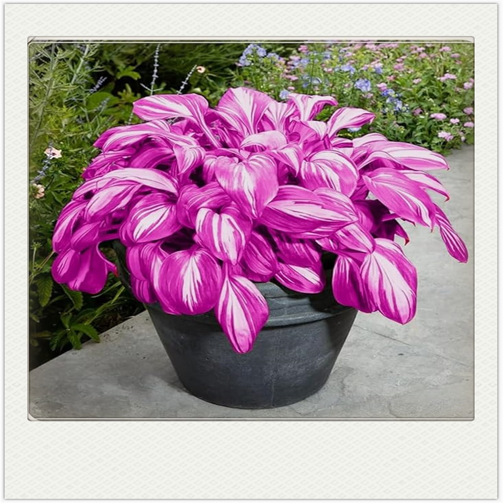 Hostas&Garden/Balcony Decoration - Walmart.com
