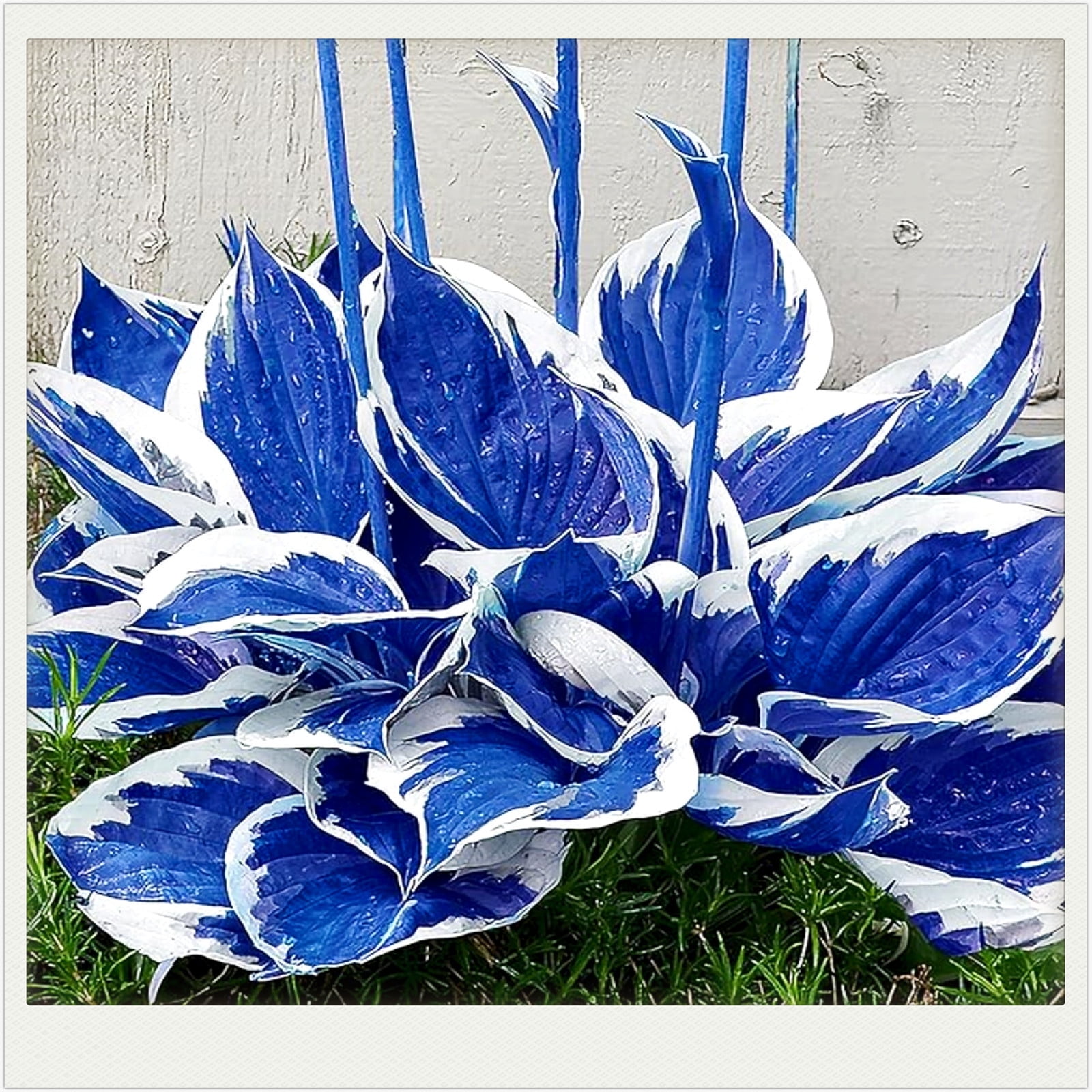 Hostas&Garden/Balcony Decoration - Walmart.com