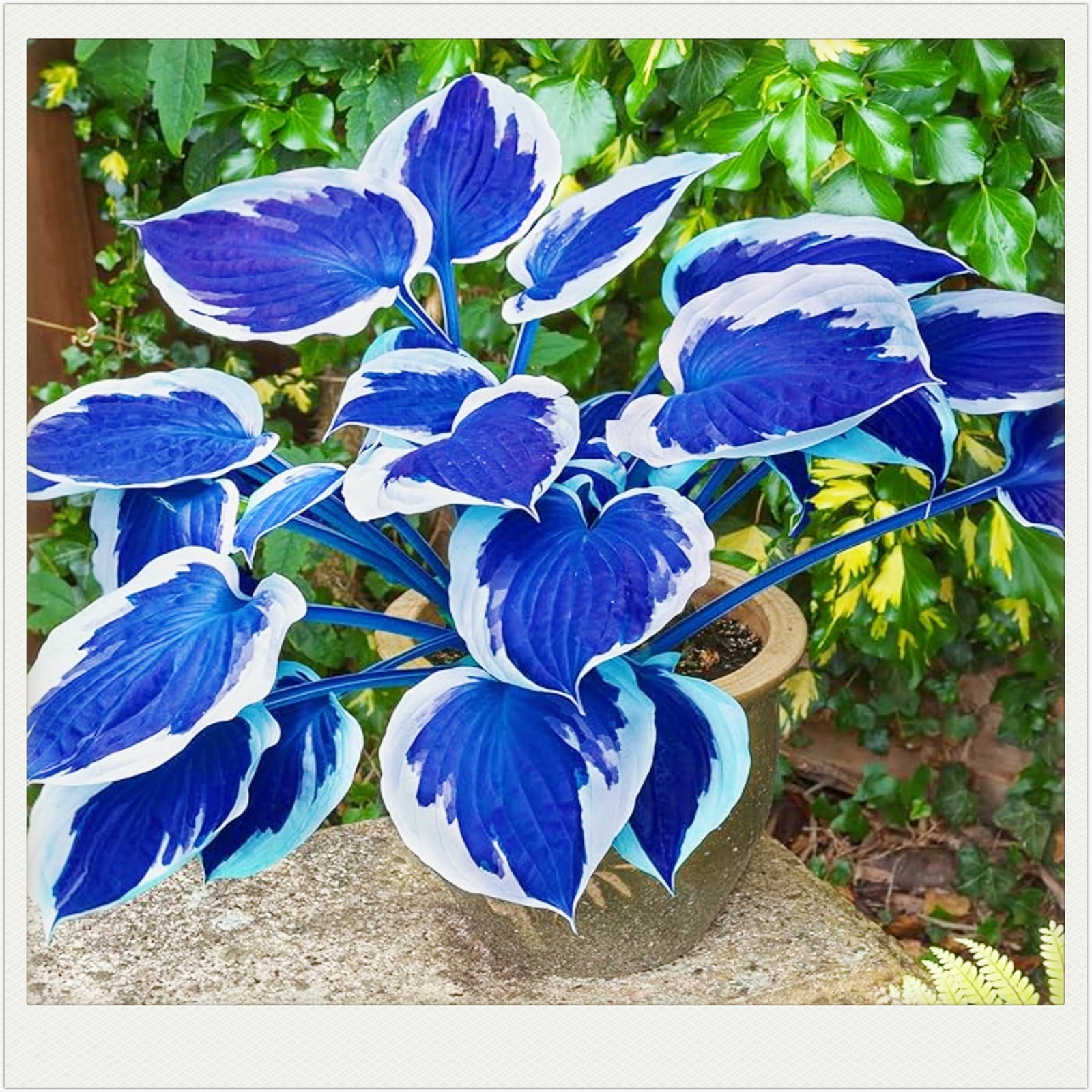 Hostas&Garden/Balcony Decoration - Walmart.com