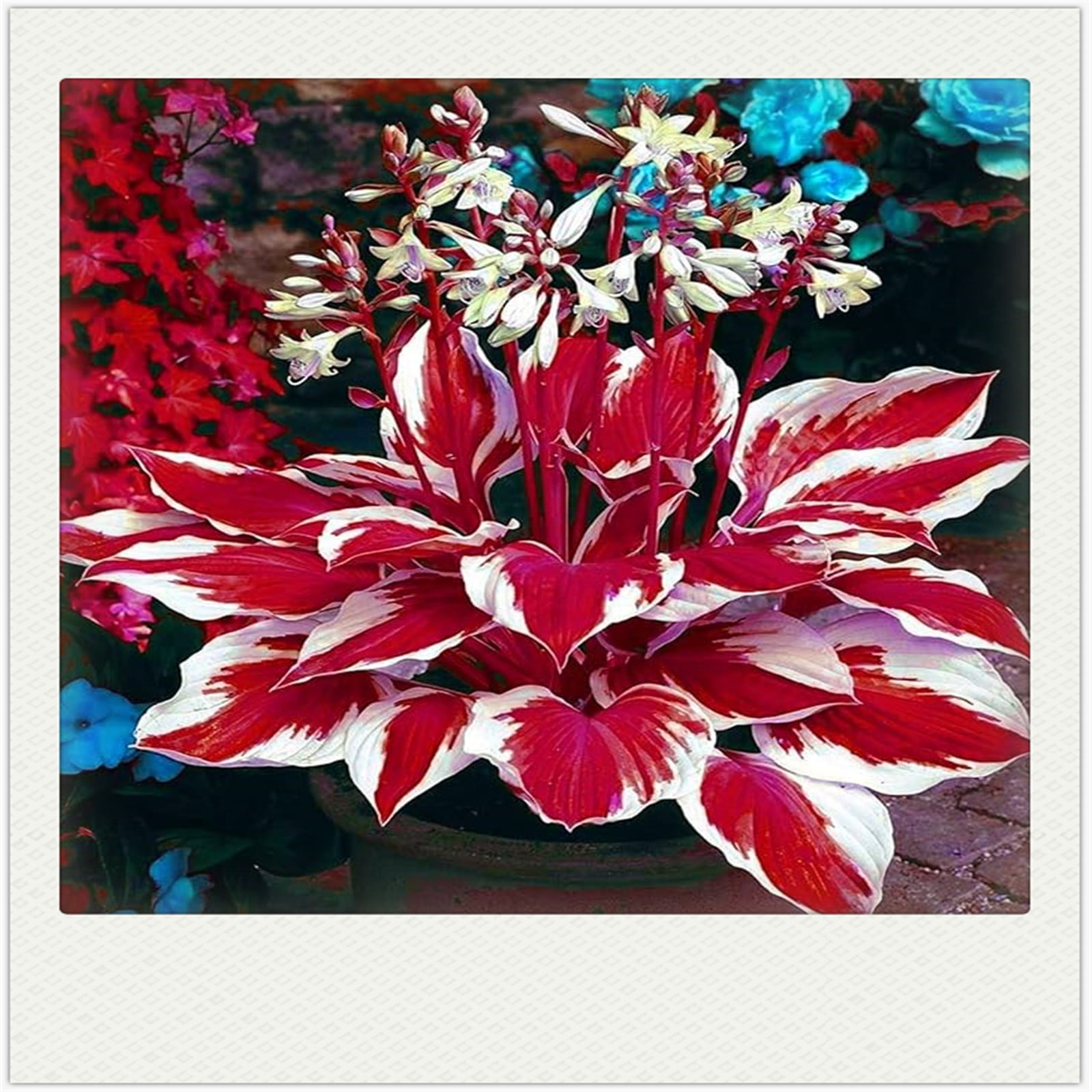 Hostas&Garden/Balcony Decoration - Walmart.com