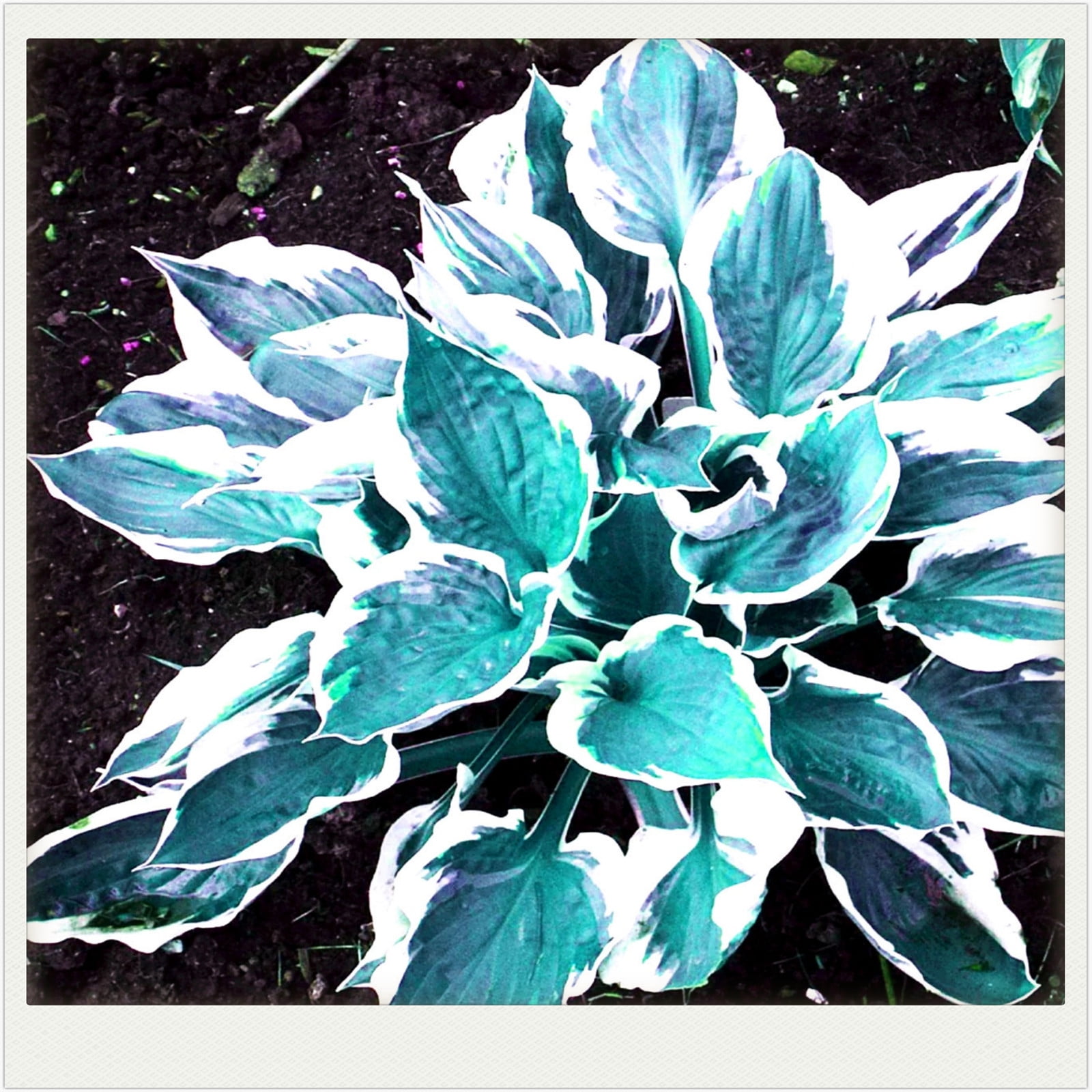 Hostas&Garden /Home/Balcony decoration - Walmart.com