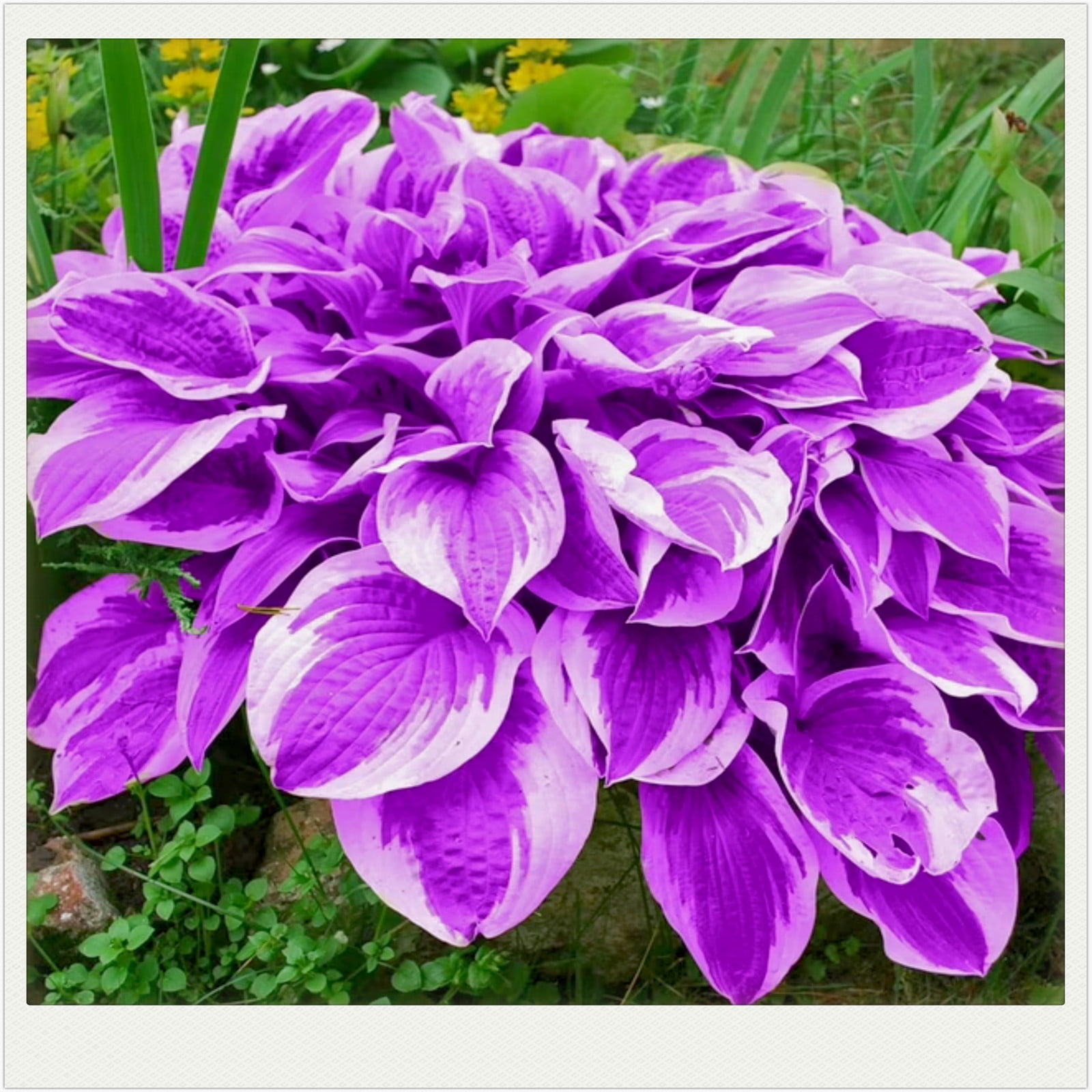 Hostas&Garden /Home/Balcony decoration - Walmart.com