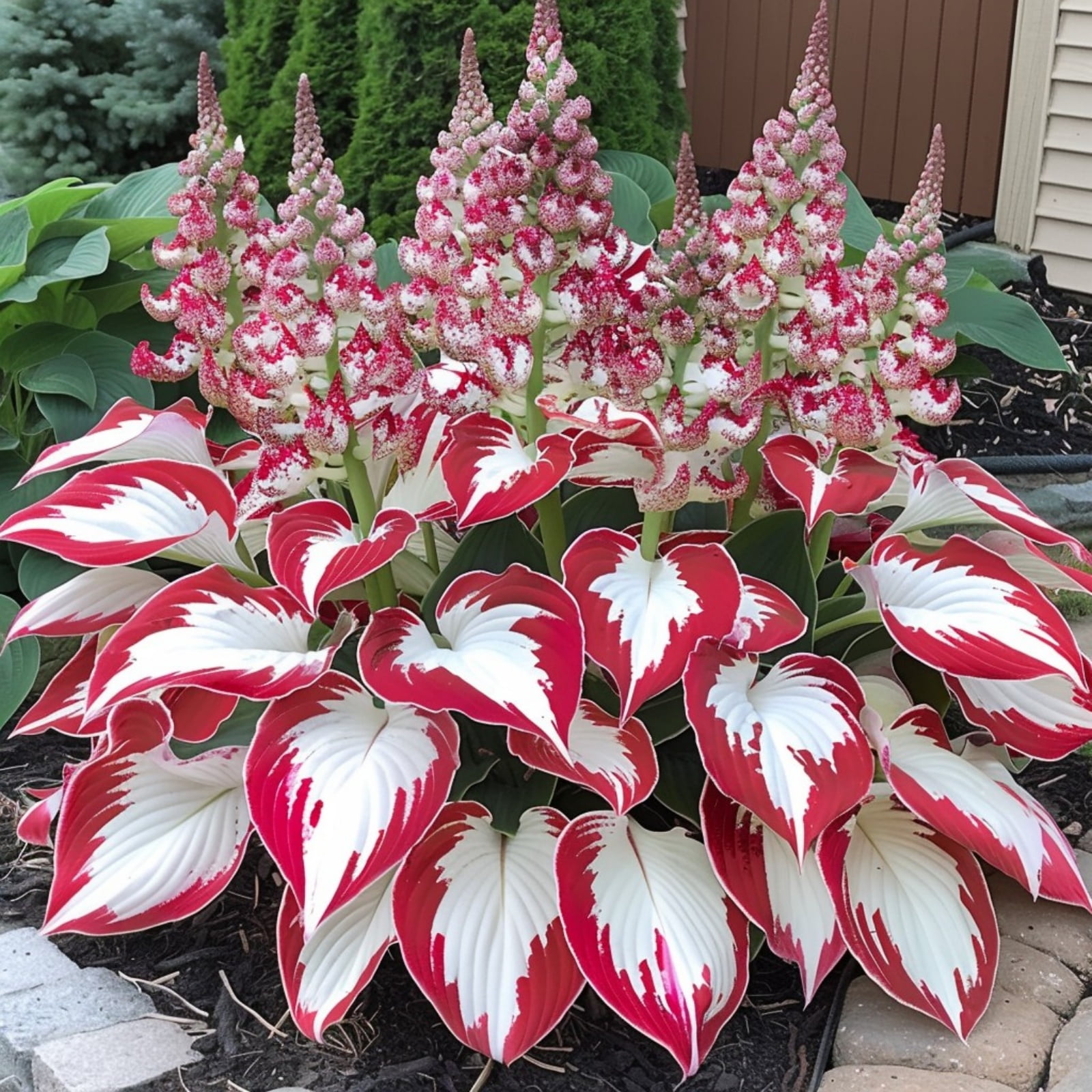 (Hostas) Indoors or Outdoor Gardens Decoration, Pots to Grow,Low ...
