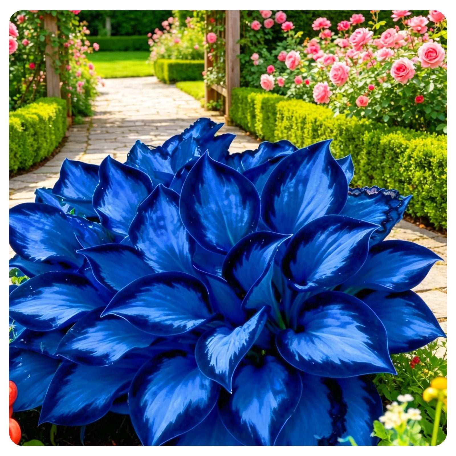 Hostas-Midnight Blue Hostas Planting-Enjoyable Perennial-Premium Garden ...