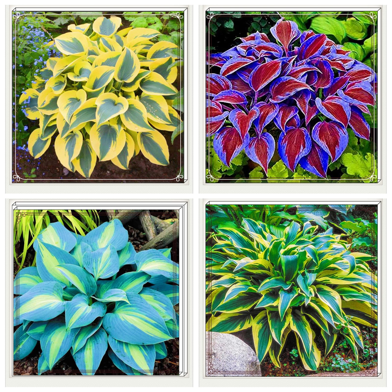 Hostas Plant Hostas Bulbs For Planting Bulk Hosta Plants For Sale ...