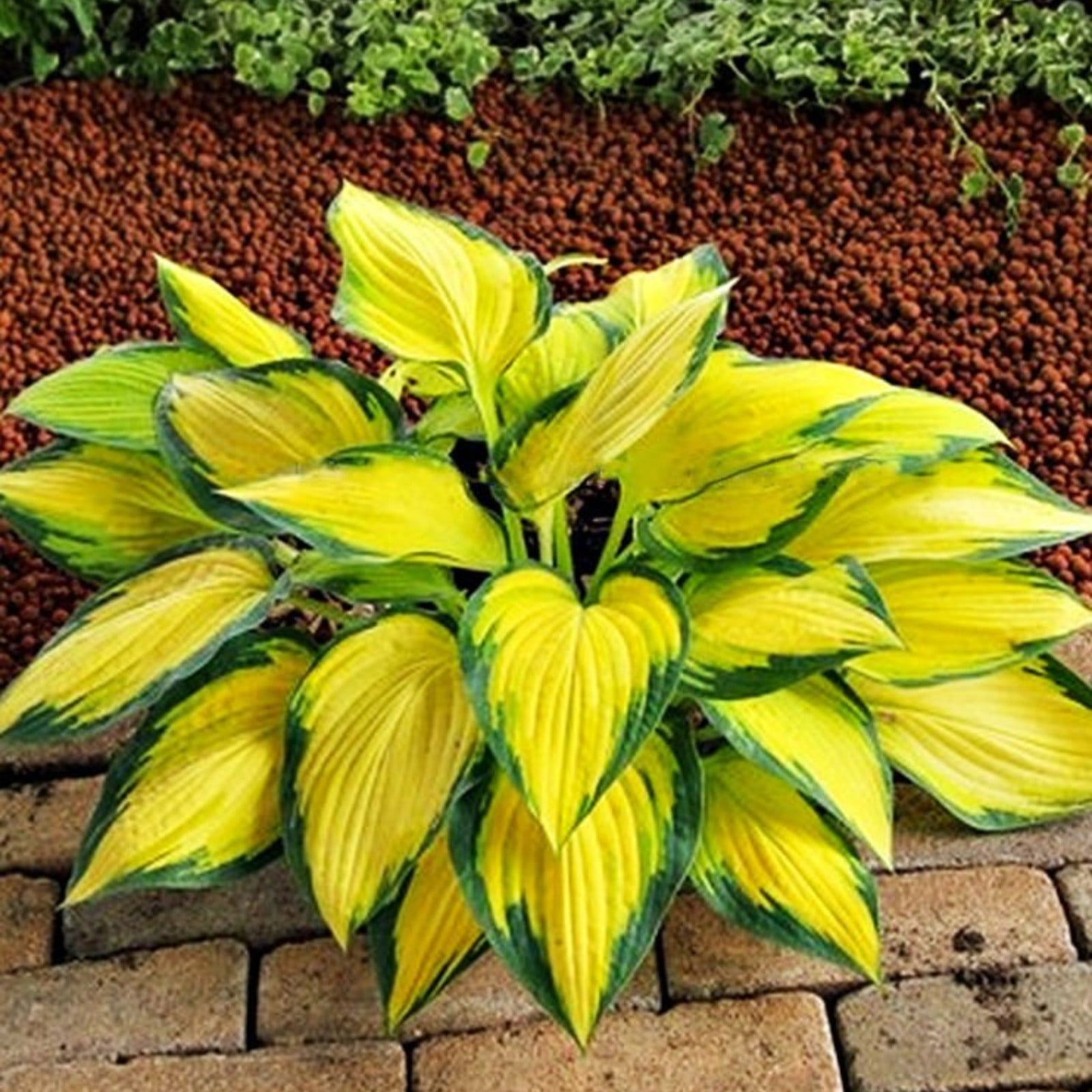 Hostas Plant Hostas Plants Ready For Planting Hosta Bulbs Bulk Hosta ...