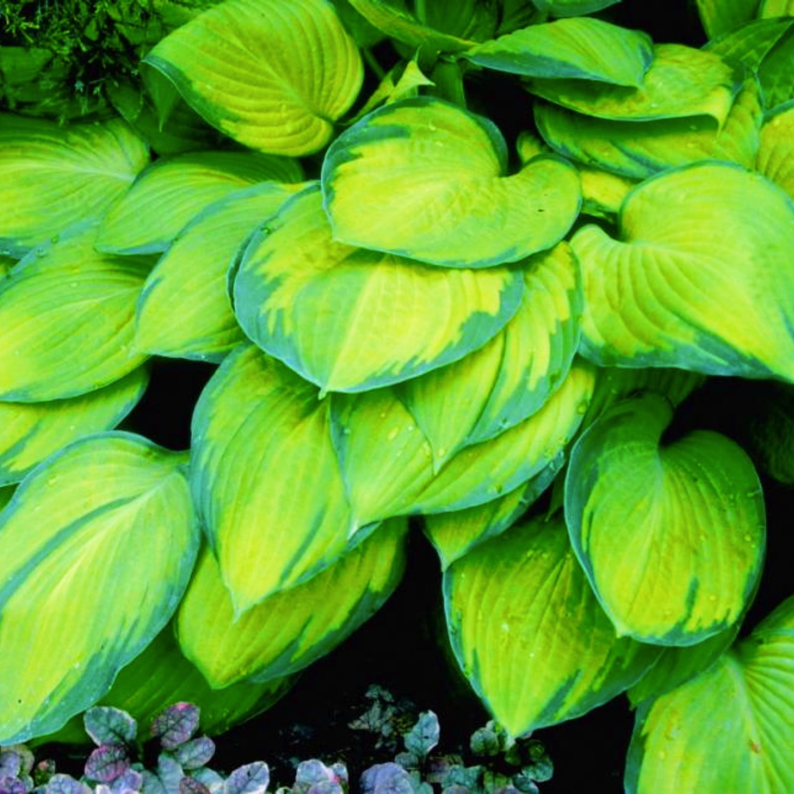 Hostas Plant Hostas Plants Ready For Planting Hostas Bulbs For Planting ...