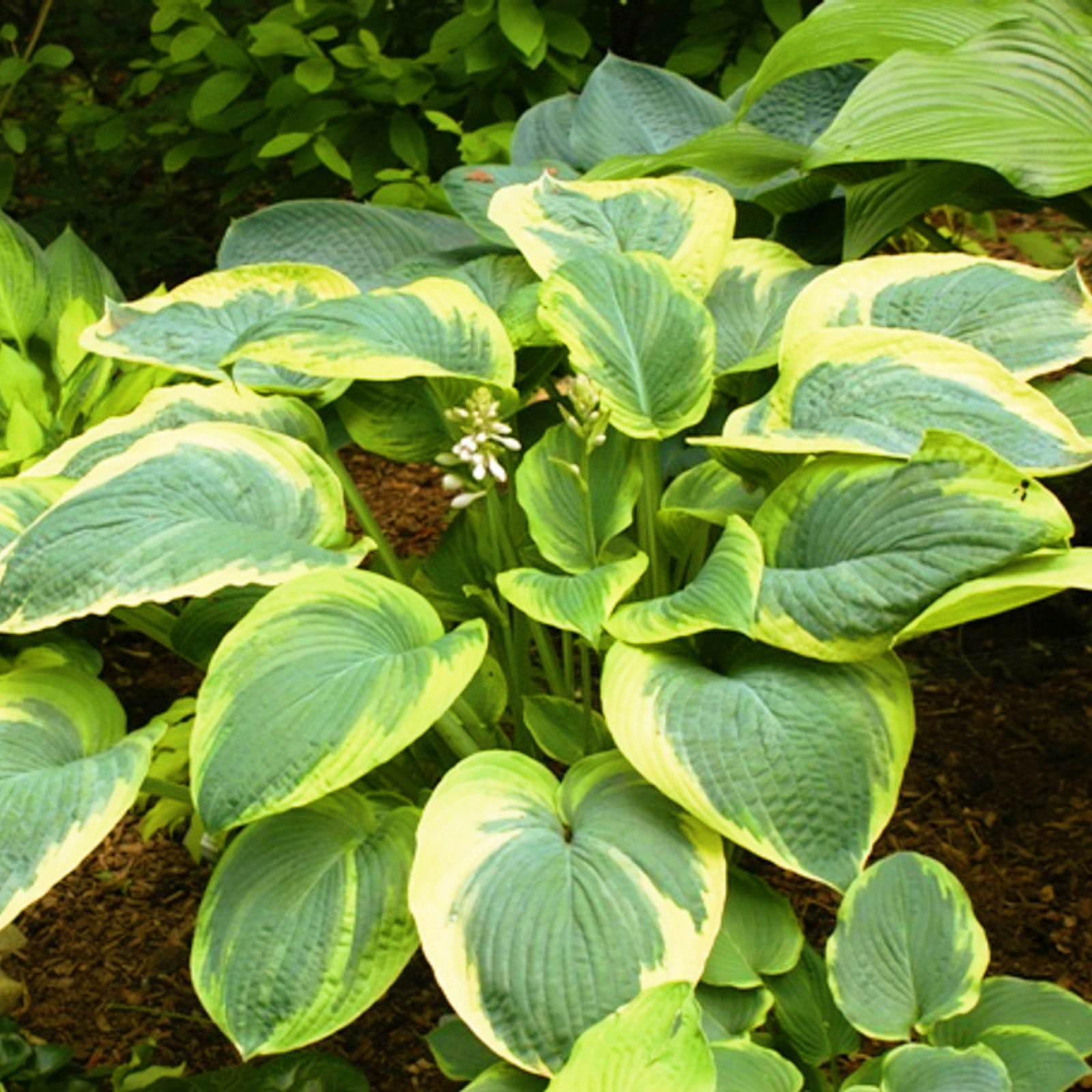 Hostas Plant Hostas Plants Ready For Planting Hostas Bulbs For Planting ...