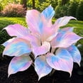 Hostas Planting--Easy Planting-Perennial--(Non-Artificial)-High Quality ...