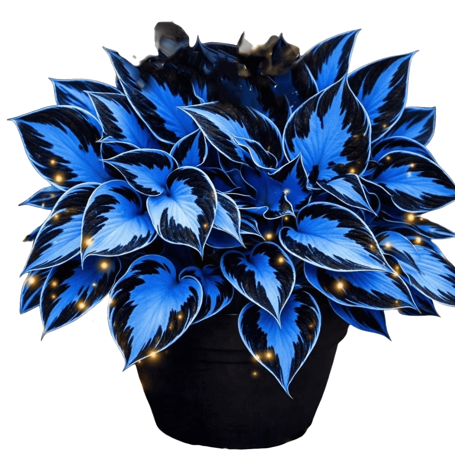 Hostas Planting-(Non-Artificial)-Ornamental-Fast Growing, Premium ...