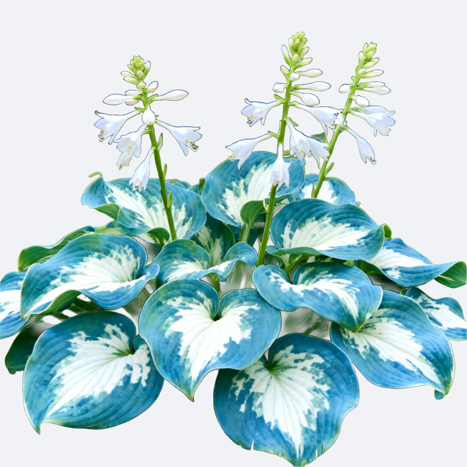 Hostas Planting-(Non-Artificial)-Ornamental-Premium Garden Stakes-Bloom ...