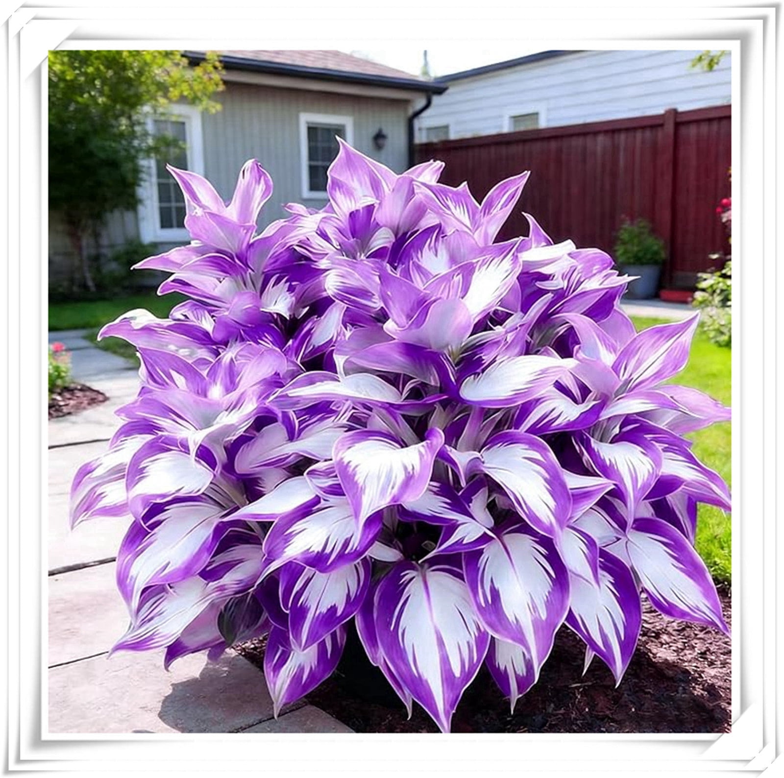 Hostas Planting-Perennial--(Non-Artificial)-High Quality Gifts-Garden ...