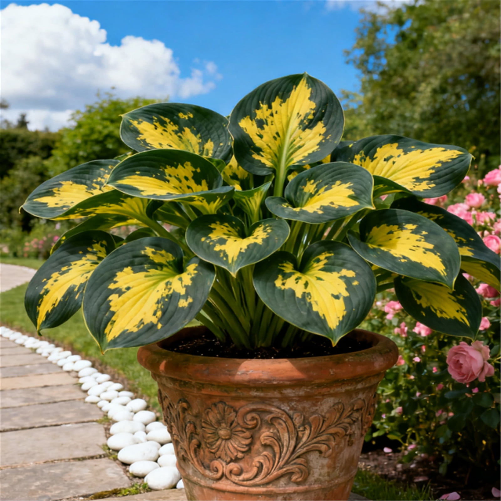 Hostas /Professional Planting for Stunning Garden Displays/ Simple to ...