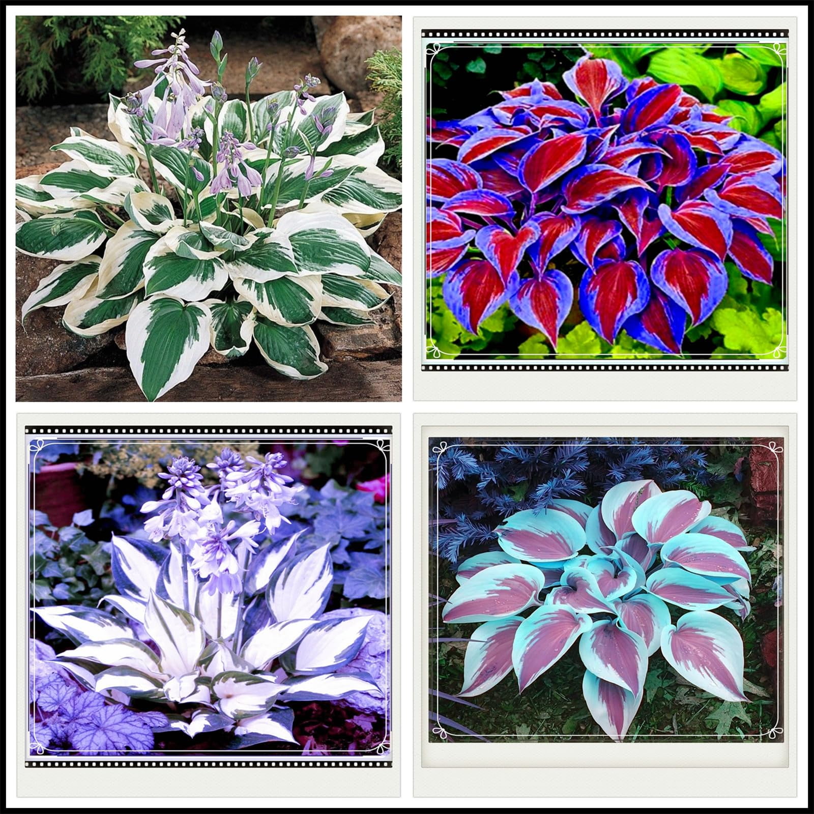 Hostas live plants outdoor ready to plant - Hosta plants live for ...
