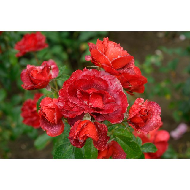 Hot Cocoa Rose - Chocolate Blooms, Sweet Fragrance - 4" Pot - Walmart.com