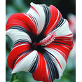 Hot Hardy Perennial -Hibiscus - Low Maintenance - Ideal for Gardening ...