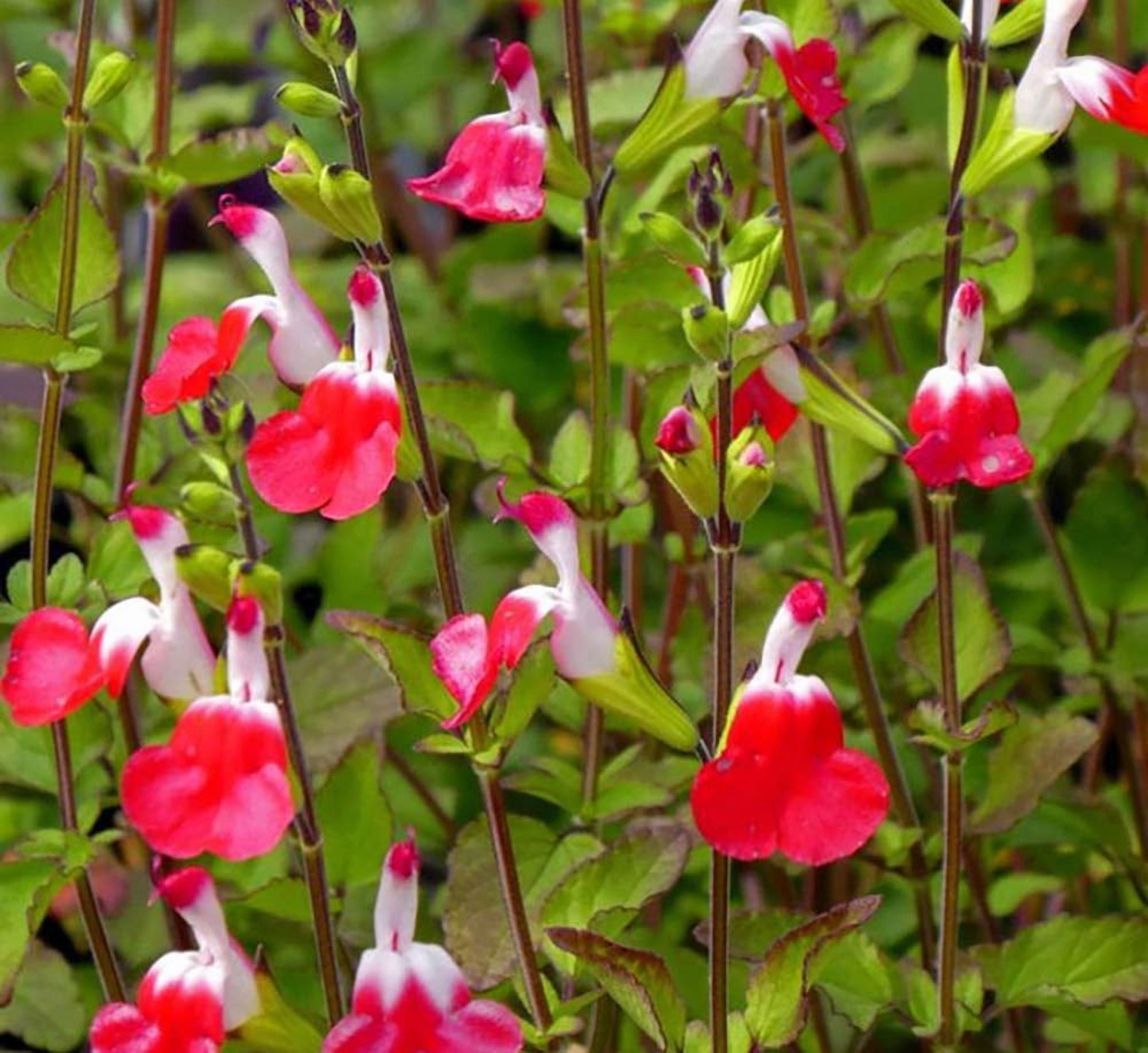 "LIVE Hot Lips Chelone lyonii Bicolor Blooms - Outdoor/Indoor Potted ...